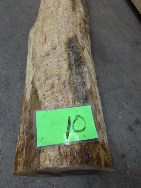 Birdseye Maple Log #10 | Tropical Exotic Hardwoods