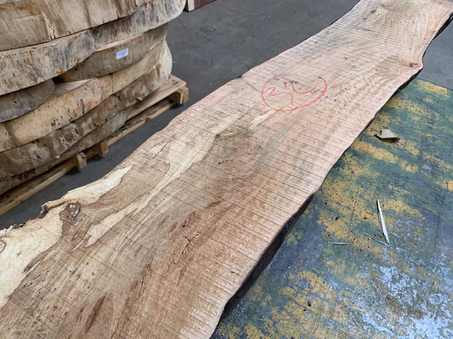 Spalted Mango Slab #32 Live Edge | Tropical Exotic Hardwoods