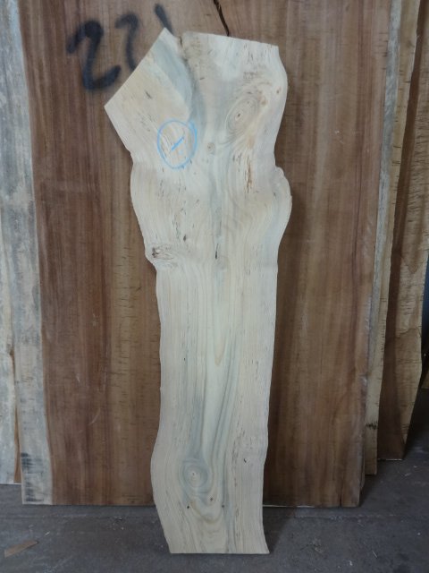 Monterrey Pine Slab #1 | Tropical Exotic Hardwoods