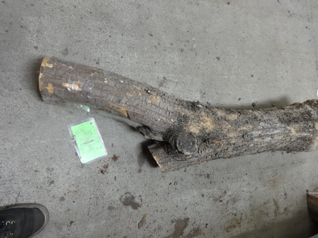 Olive Log #1 | Tropical Exotic Hardwoods