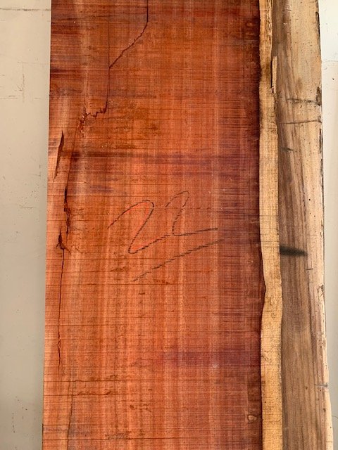 Padauk (Padouk) Slab #22 One Live Edge | Tropical Exotic Hardwoods