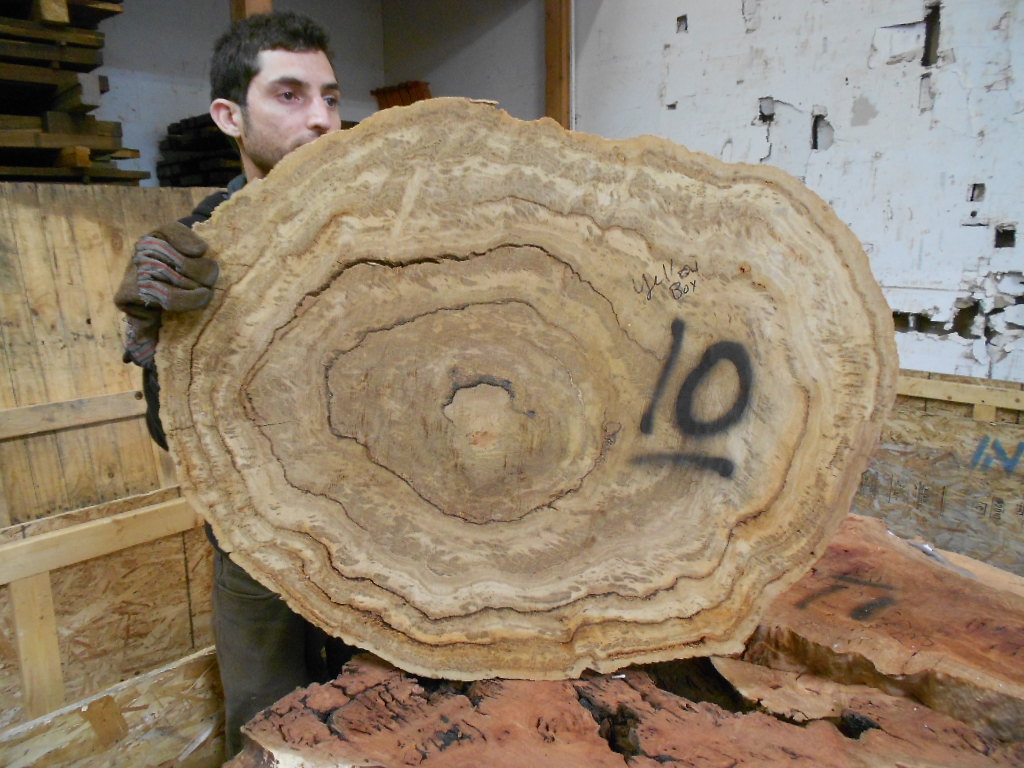 Yellowbox Burl #10 | Tropical Exotic Hardwoods